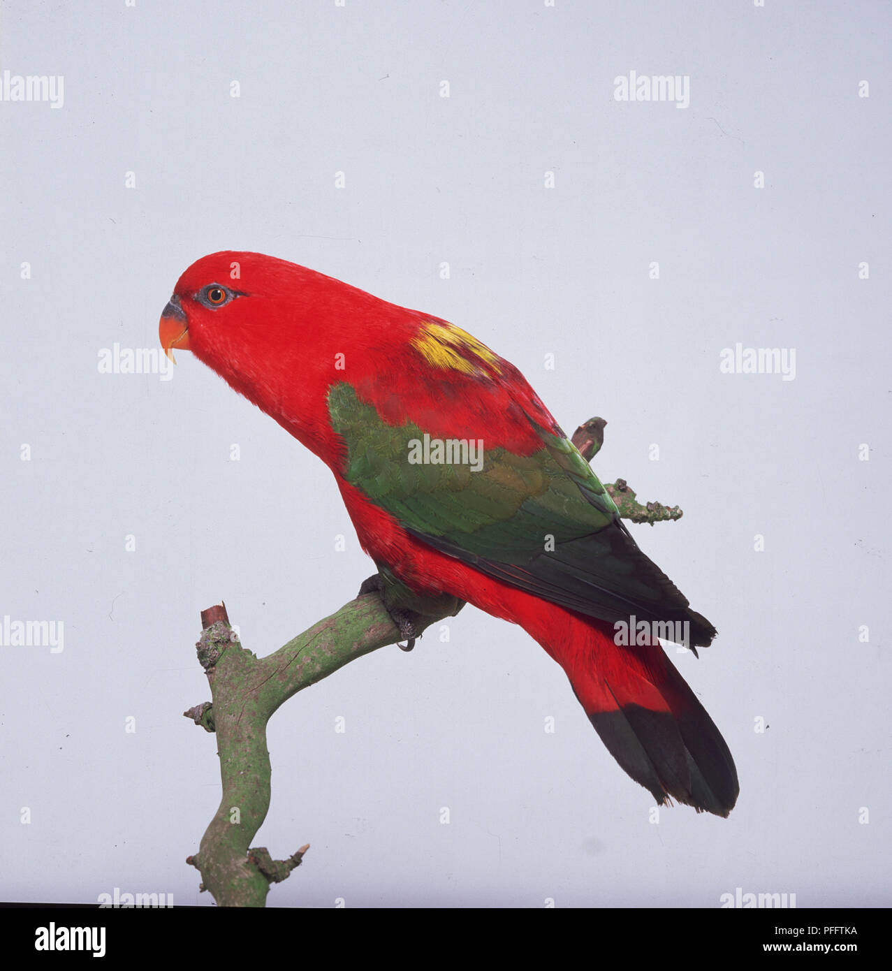 Chattering Lory (Lorius garrulus) on a branch, side view Stock Photo ...