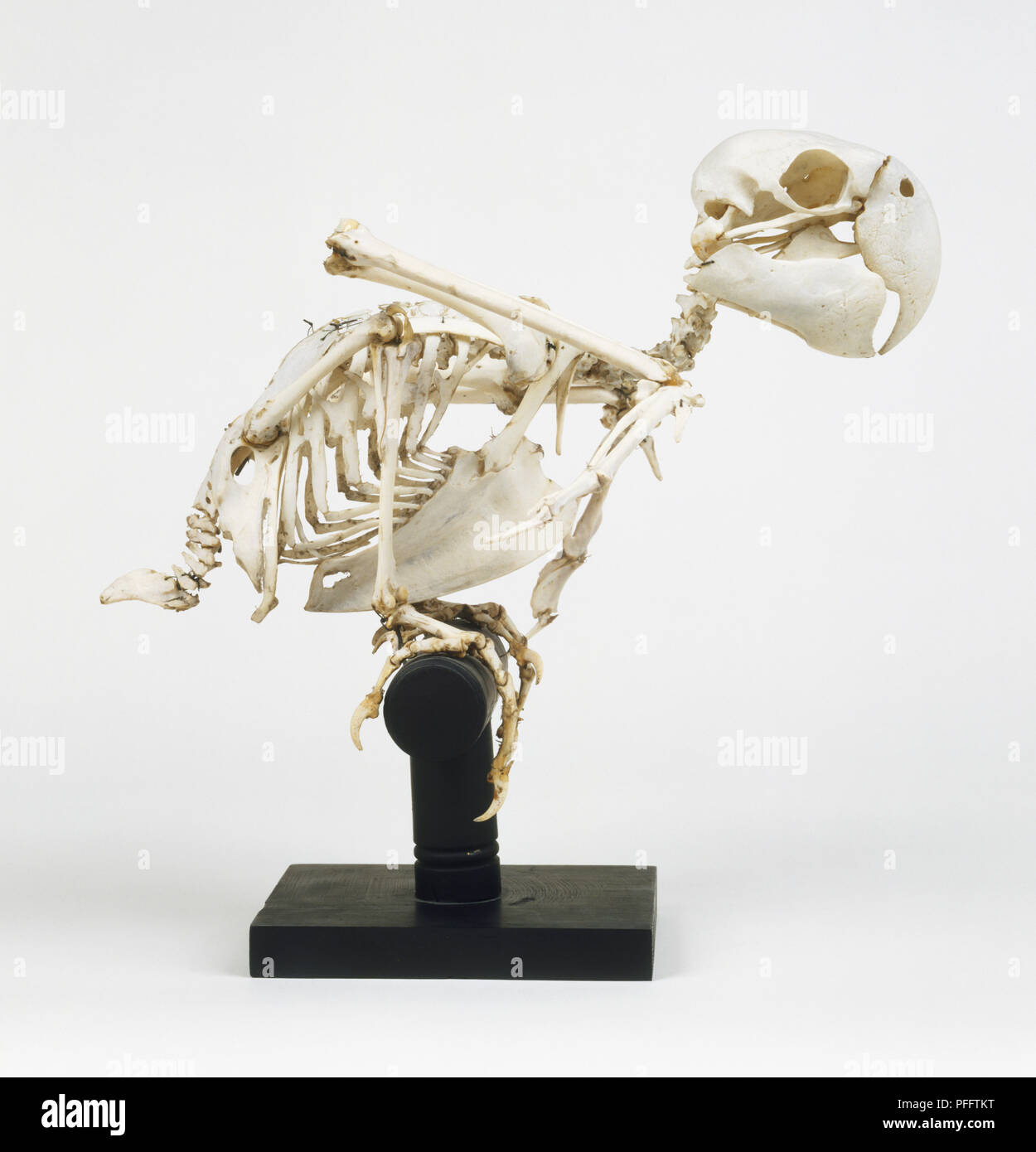 Skeleton of a Green-winged Macaw (Ara chloroptera), side view Stock ...