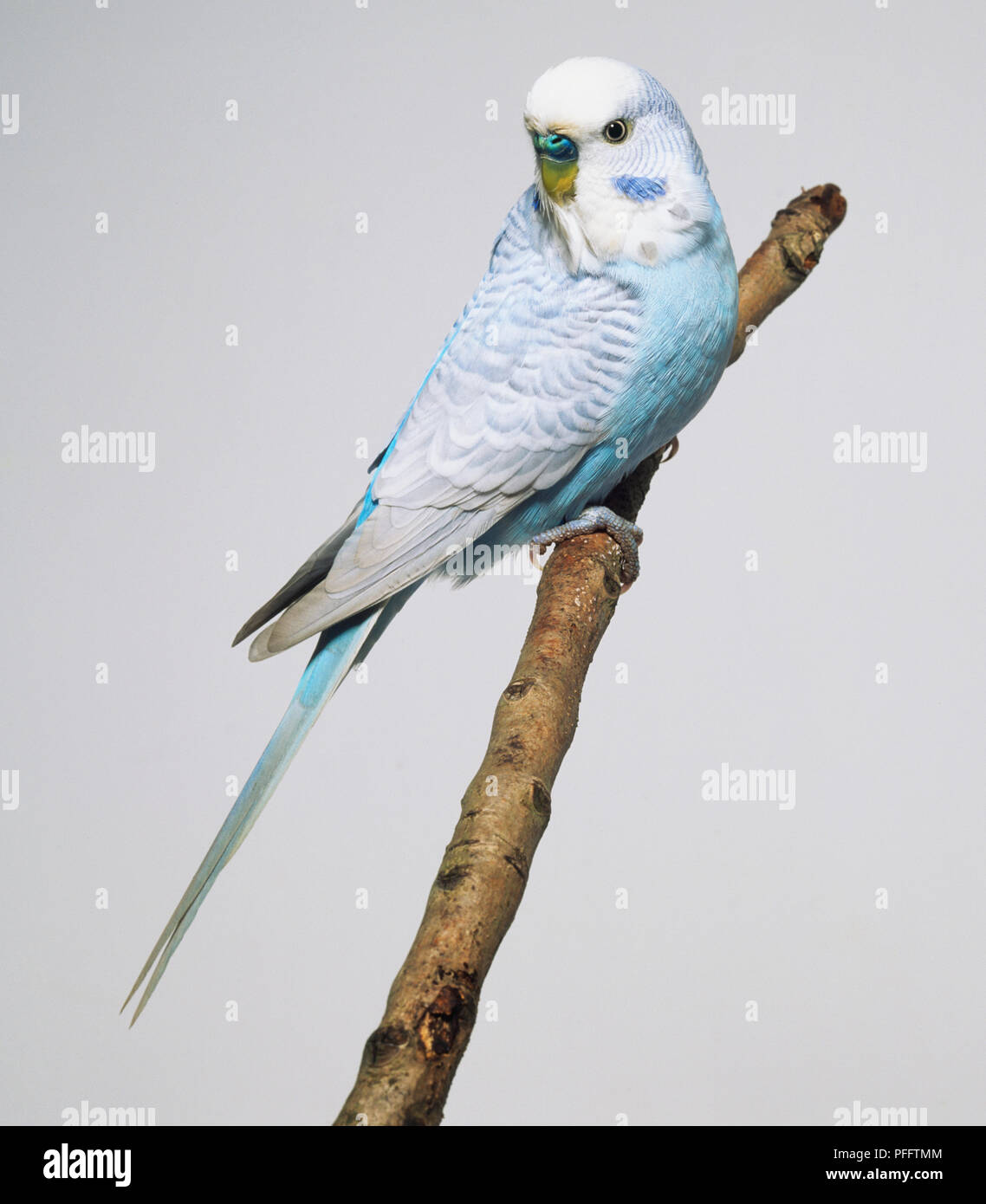 Blue budgerigar hi-res stock photography and images - Alamy