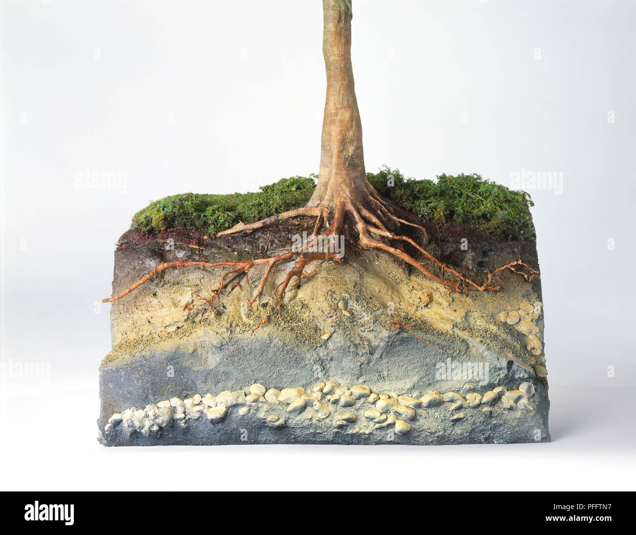 Cross section tree roots hi-res stock photography and images - Alamy
