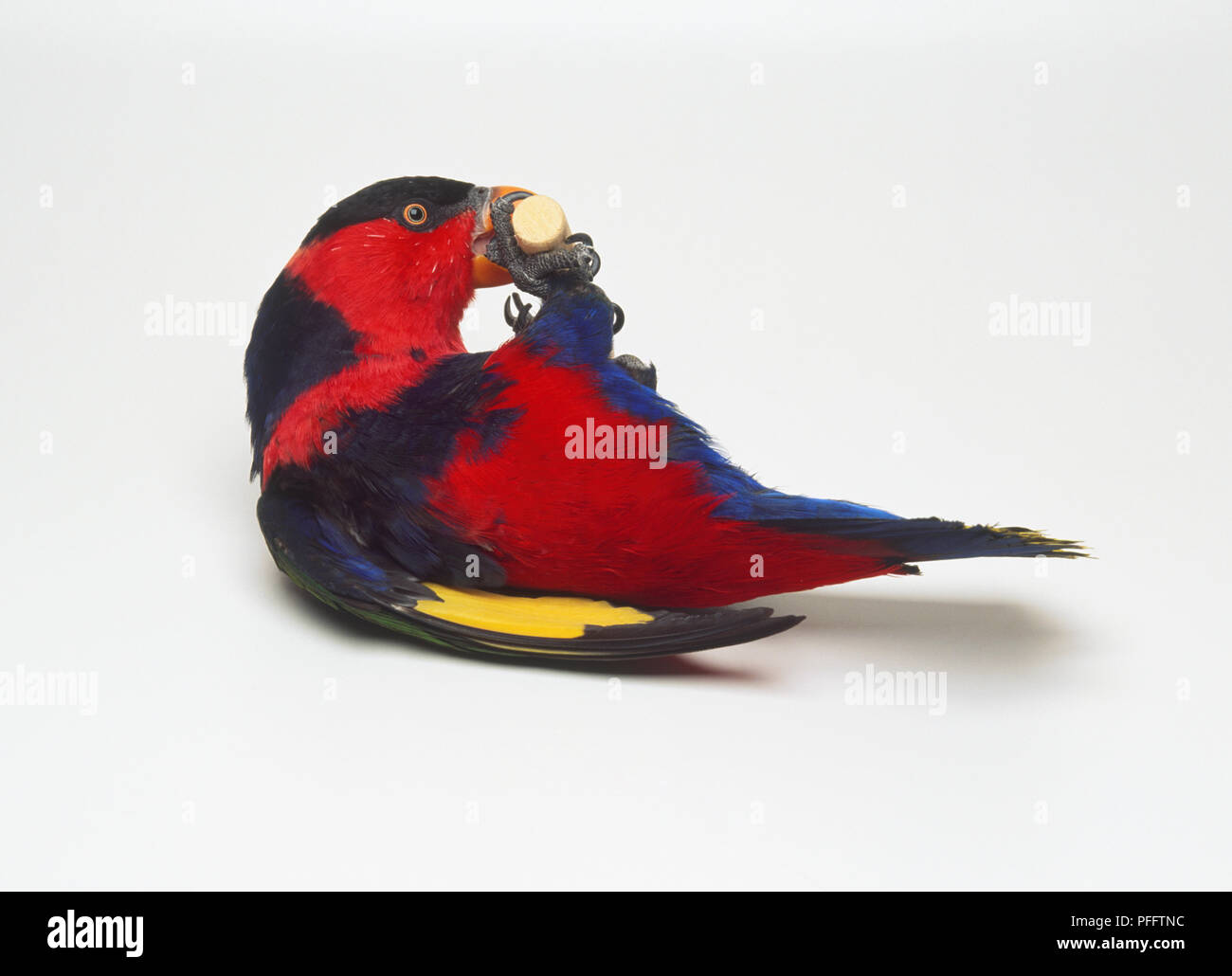 Black-Capped or Black-Winged Lory (Lorius lory) lying on its back ...