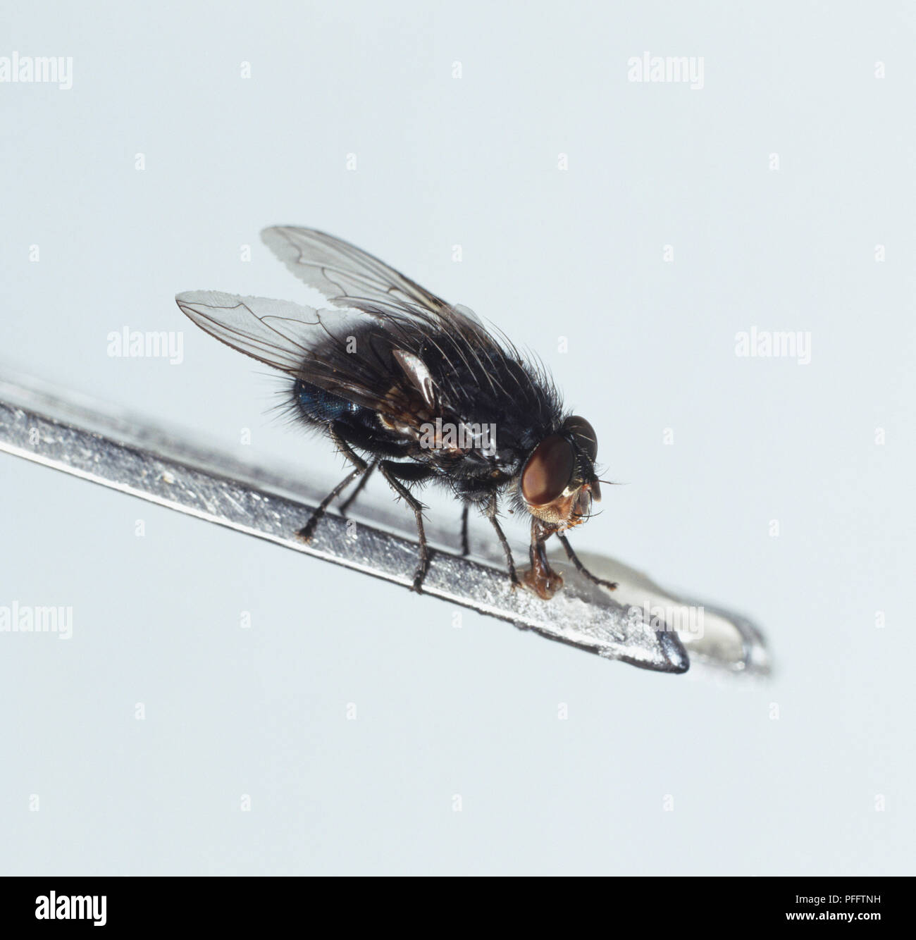 A fly, feeding, side view Stock Photo - Alamy