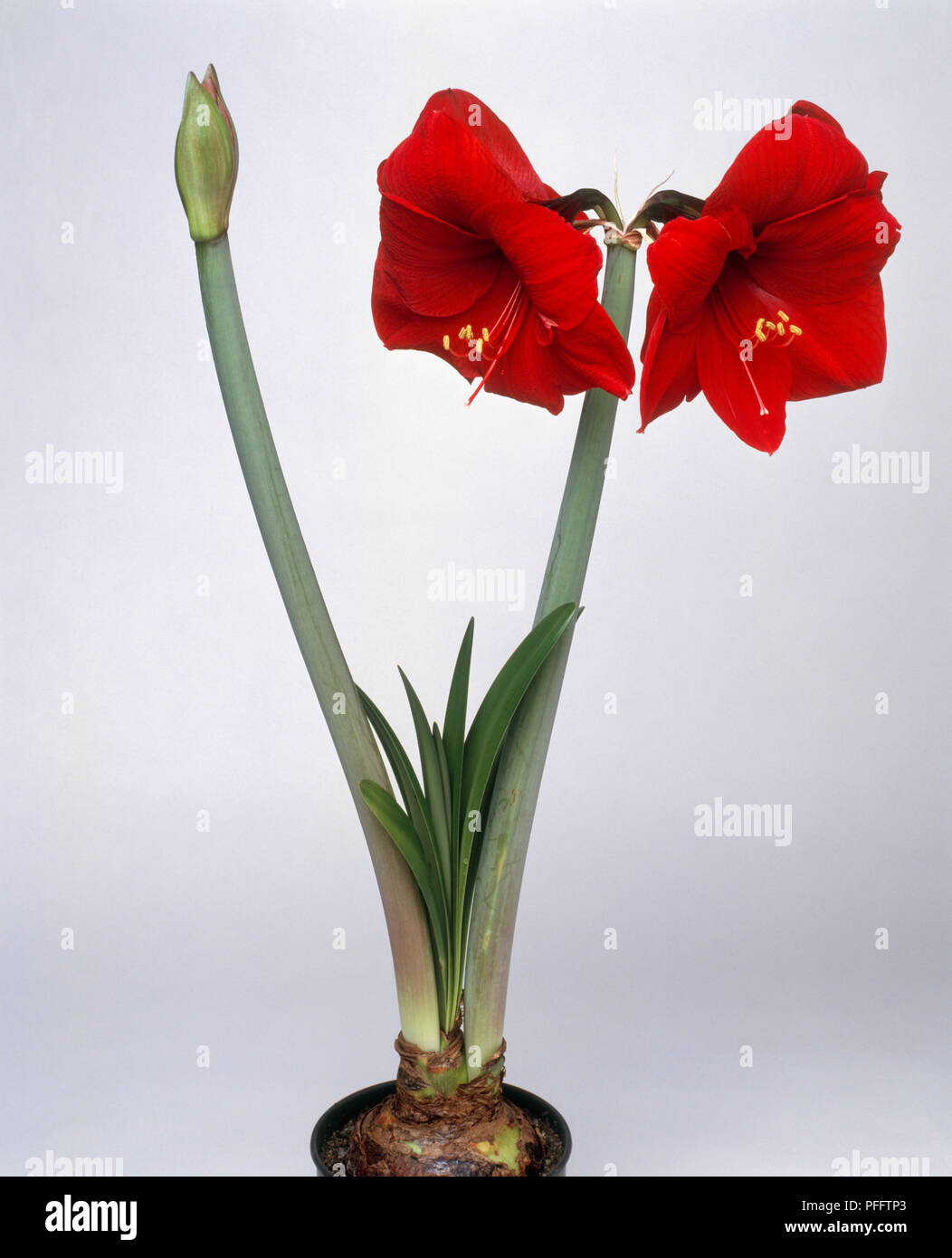 Two separate stems hi-res stock photography and images - Alamy