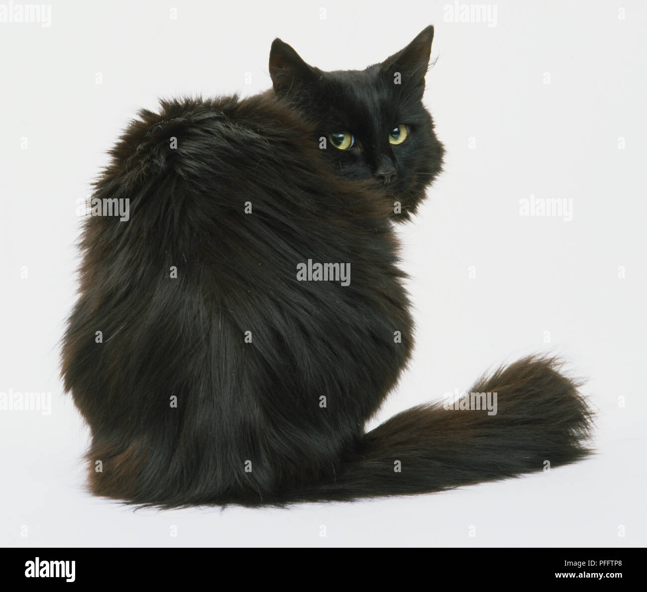 BLACK LONGHAIRED CAT SITTING - REAR VIEW Stock Photo - Alamy