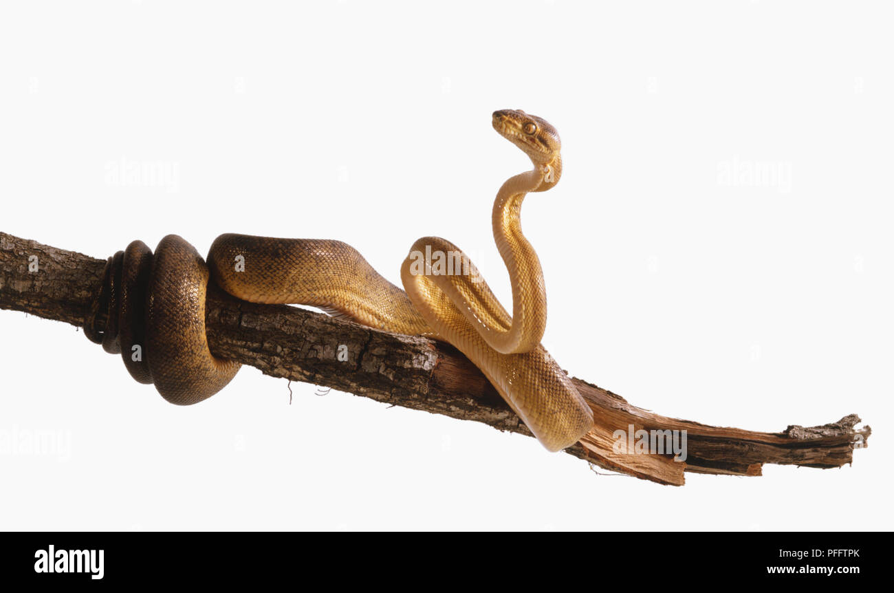 Is coiled around a branch of the hi-res stock photography and images ...