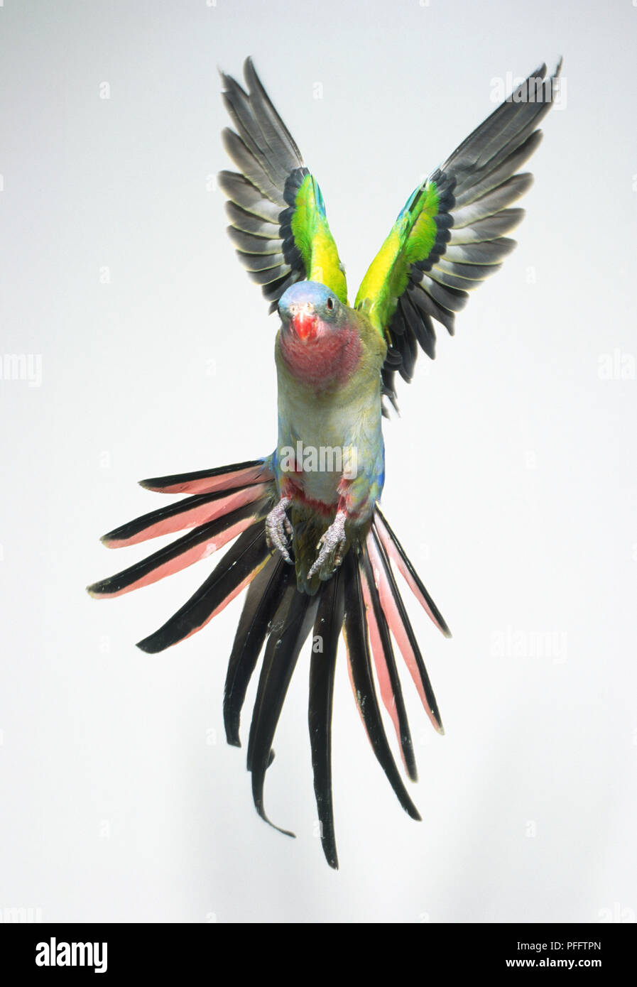 Front flight hi-res stock photography and images - Alamy