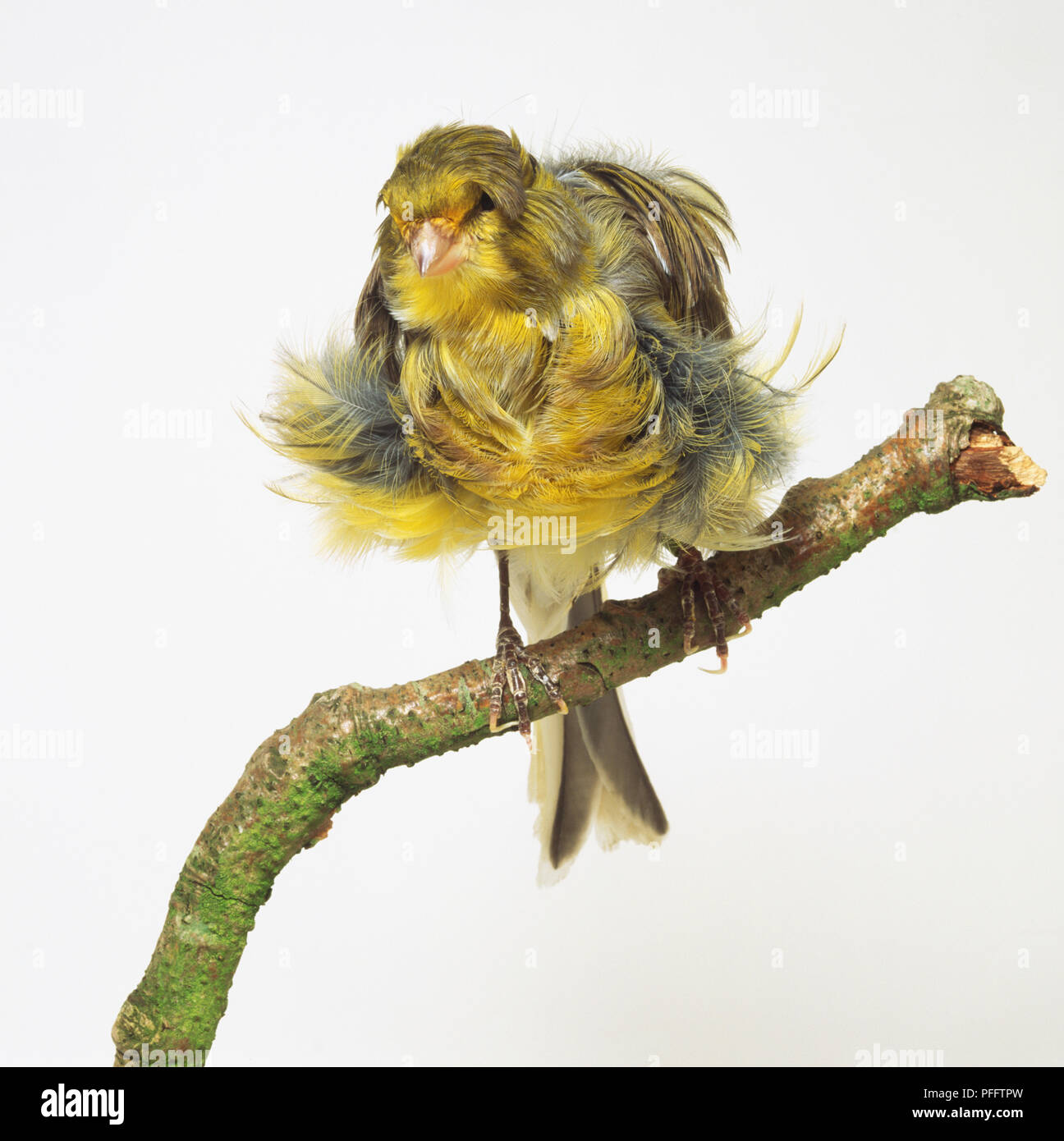 Parisian canary hi-res stock photography and images - Alamy