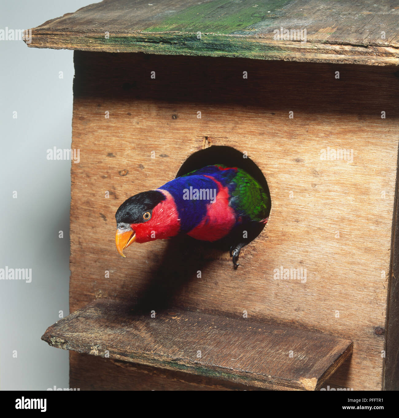 Lorikeets at nest hi-res stock photography and images - Alamy