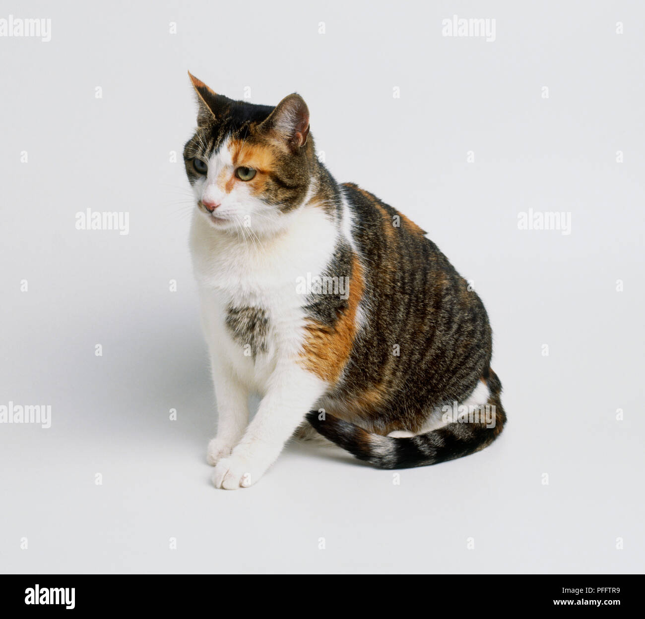 Tortoiseshell tabby cat hi-res stock photography and images - Alamy