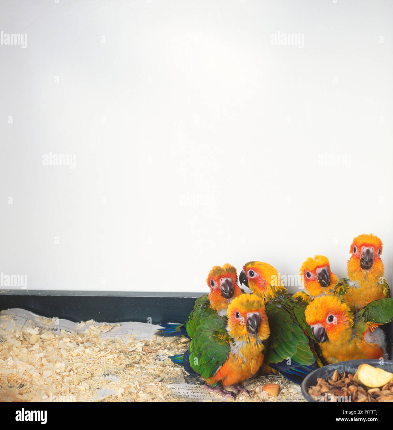 Solstitialis hi-res stock photography and images - Alamy