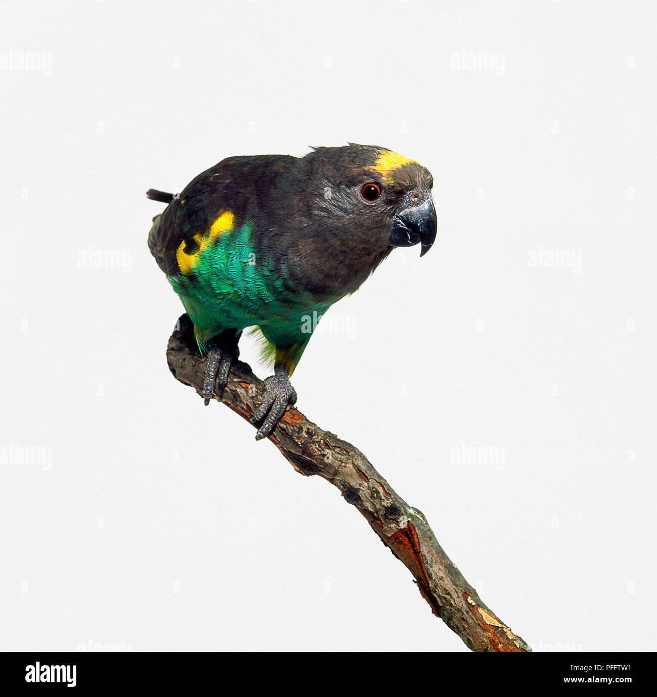 Senegal parrot poicephalus senegalus senegalus hi-res stock photography ...