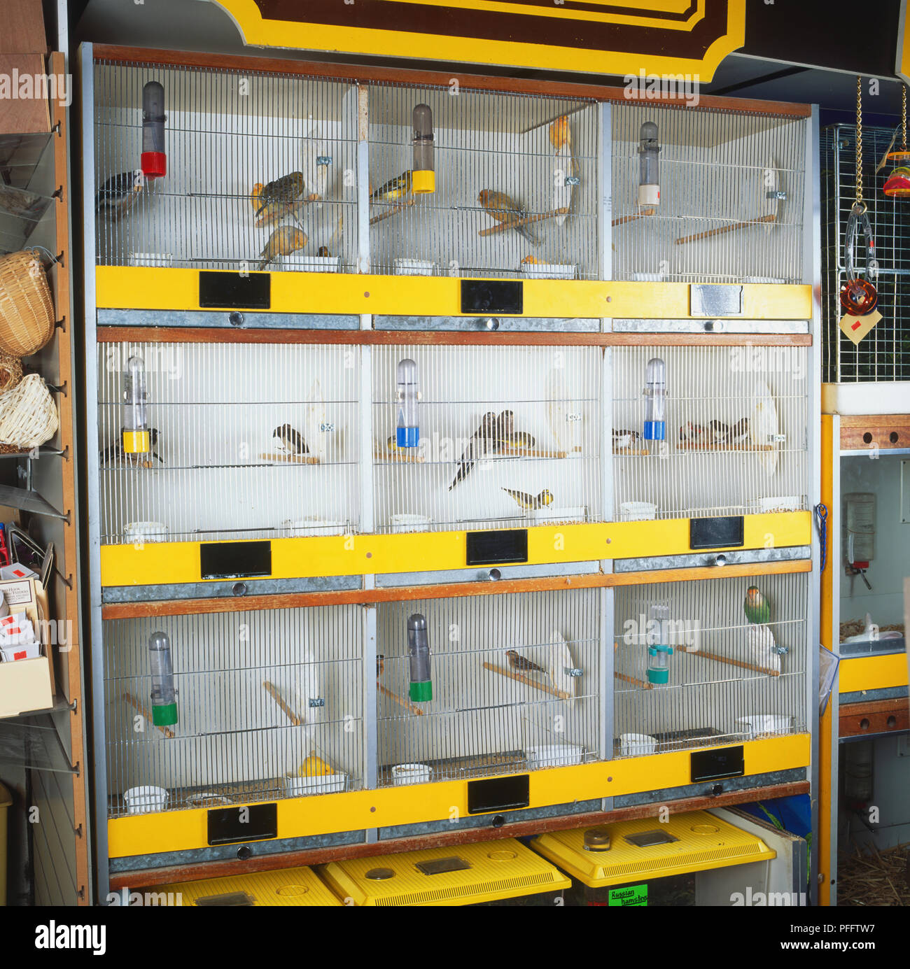 Caged parrots on display in a pet shop, side view Stock Photo - Alamy