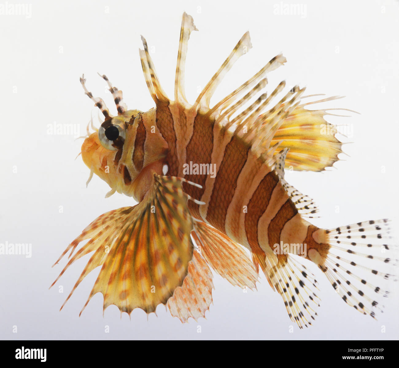 LIONFISH - SIDE VIEW Stock Photo - Alamy