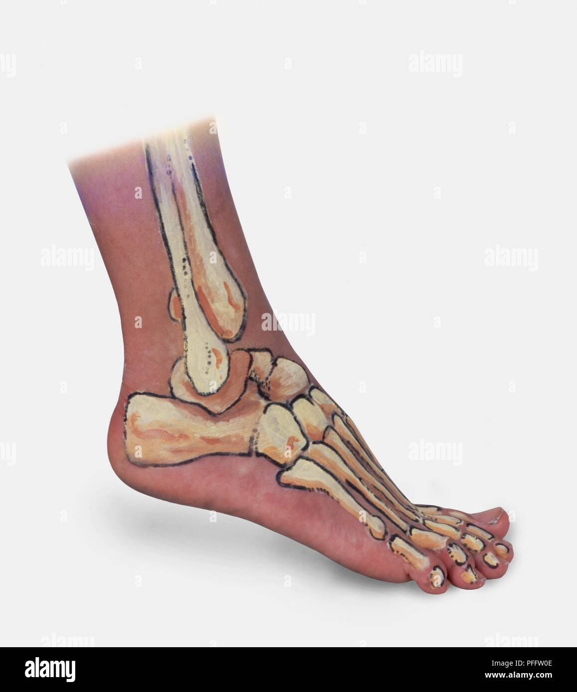Human foot with bone structure painted on skin Stock Photo - Alamy