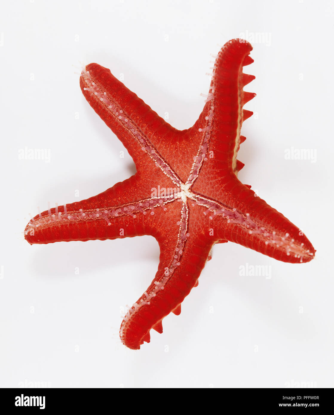 FLIP SIDE OF CRIMSON KNOBBED STARFISH Stock Photo - Alamy