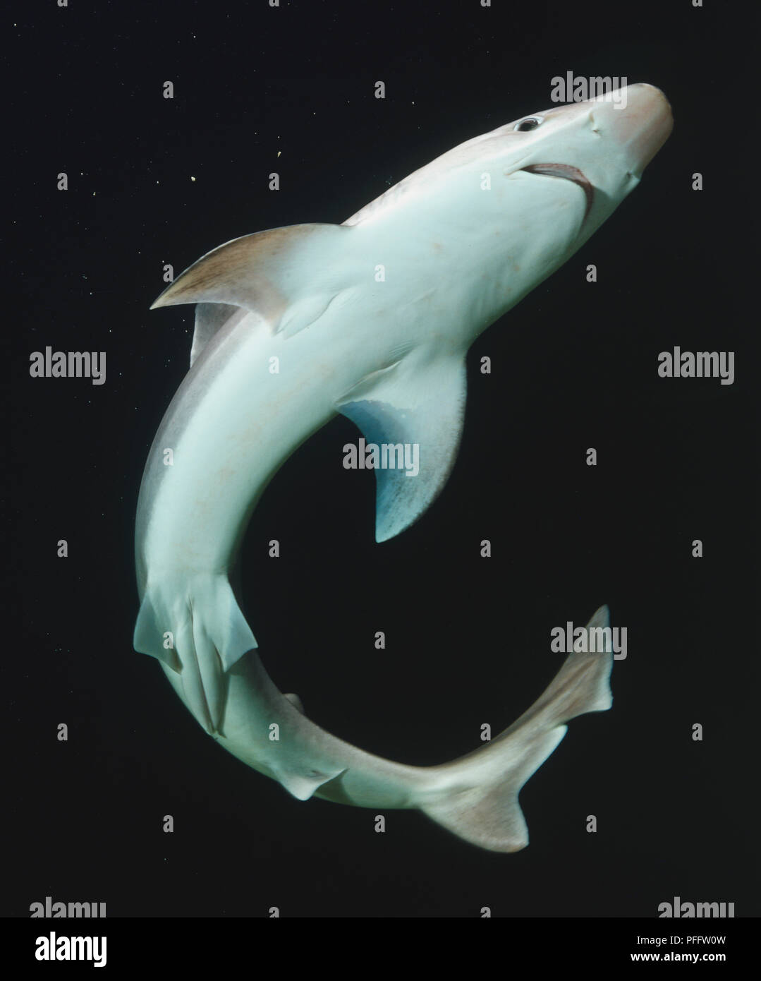 UNDERSIDE OF SHARK Stock Photo - Alamy