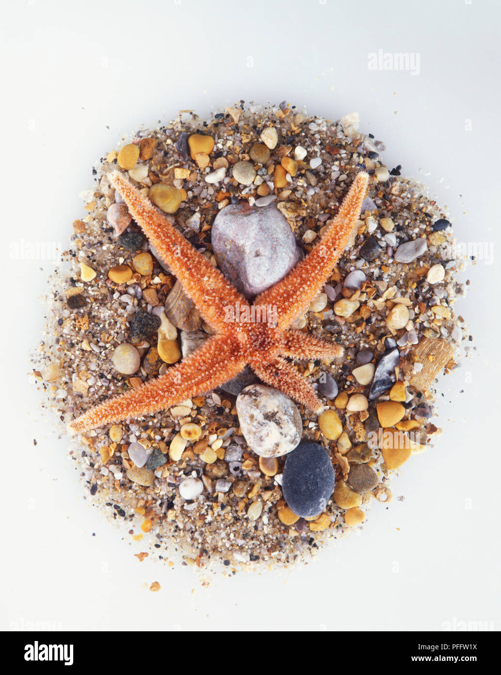 Starfish growing arms hi-res stock photography and images - Alamy