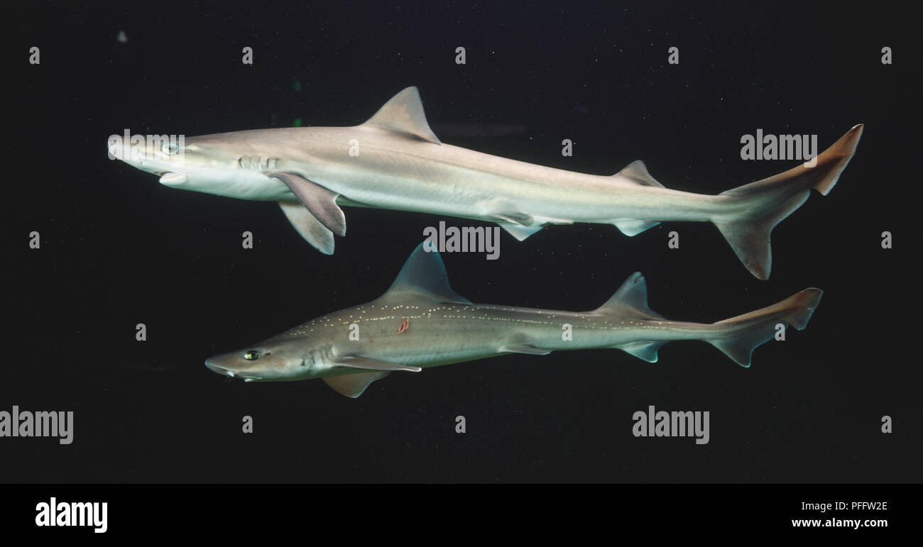 SIDE VIEW OF TWO SHARKS Stock Photo - Alamy