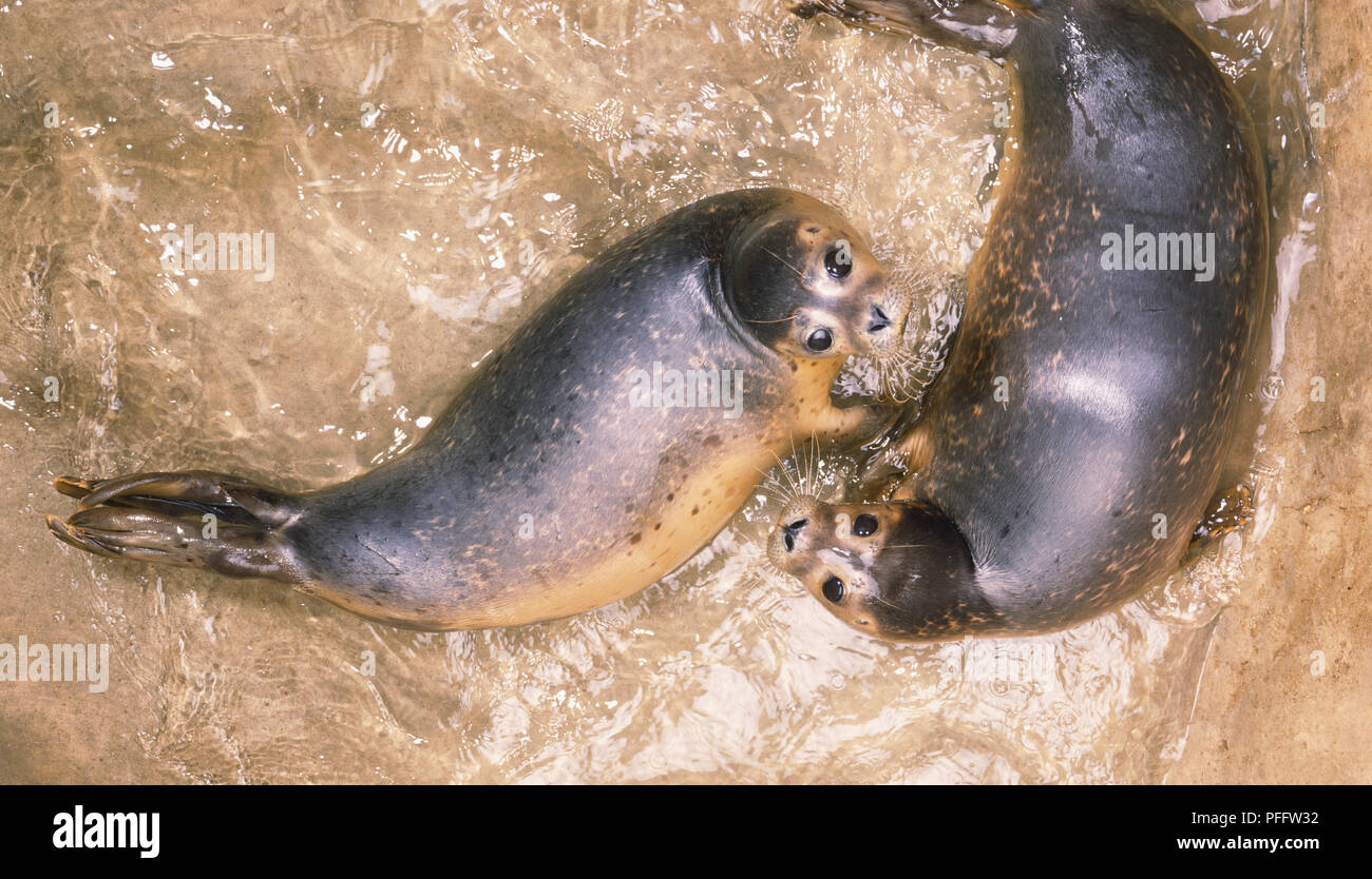Two seals hi-res stock photography and images - Alamy