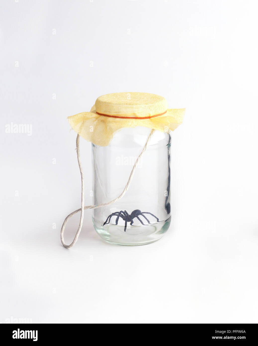 Plastic spider in jar Stock Photo - Alamy