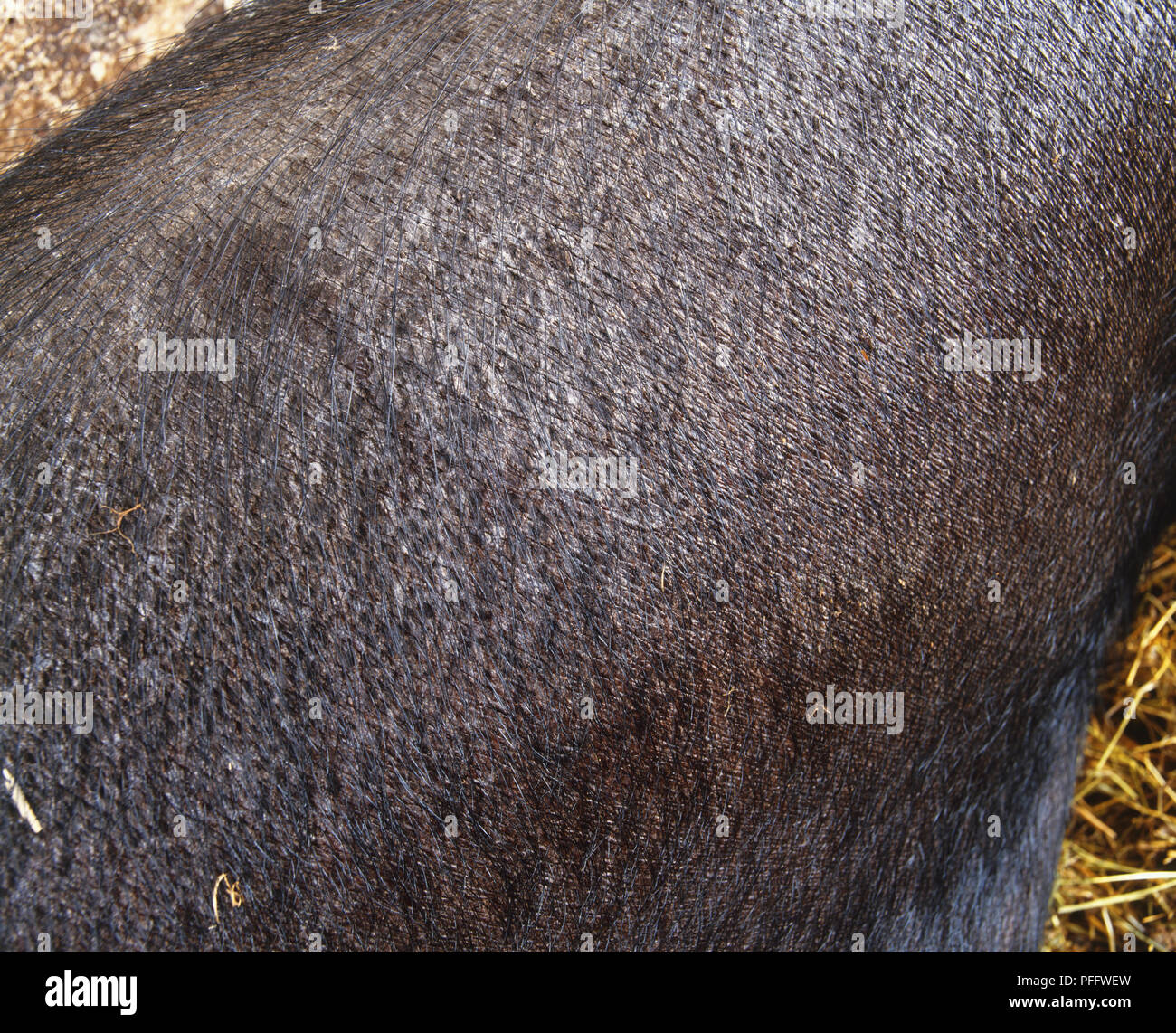 Hairy skin of black pig, close-up Stock Photo - Alamy