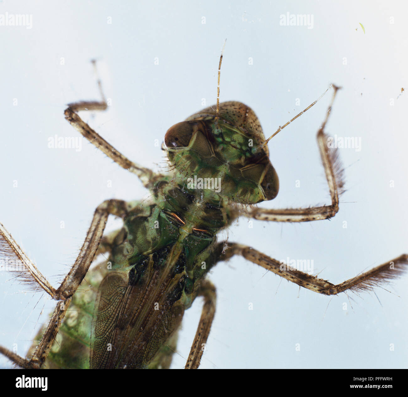 Dragonfly development hi-res stock photography and images - Alamy