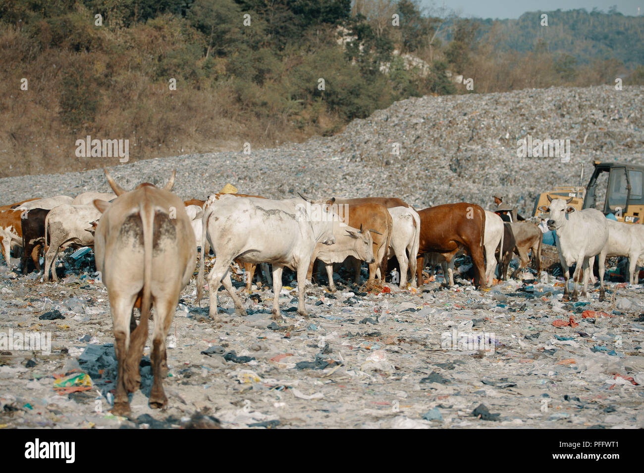 Some cows forage in a pile of garbage near heavy equipment at Piyungan ...