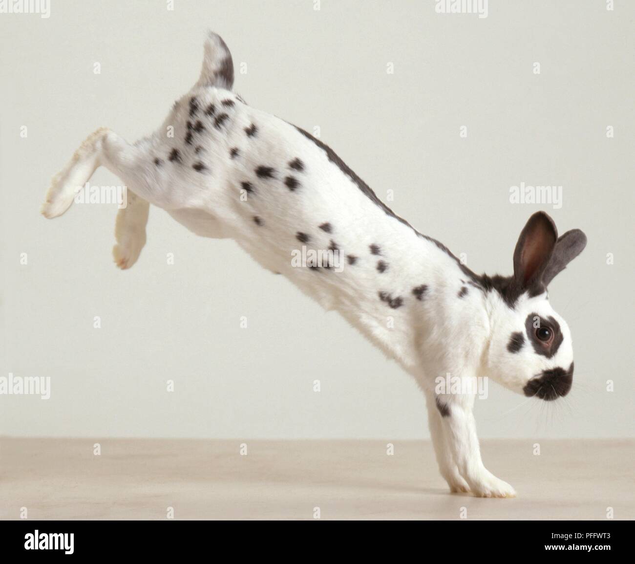 Leaping rabbit hi-res stock photography and images - Alamy