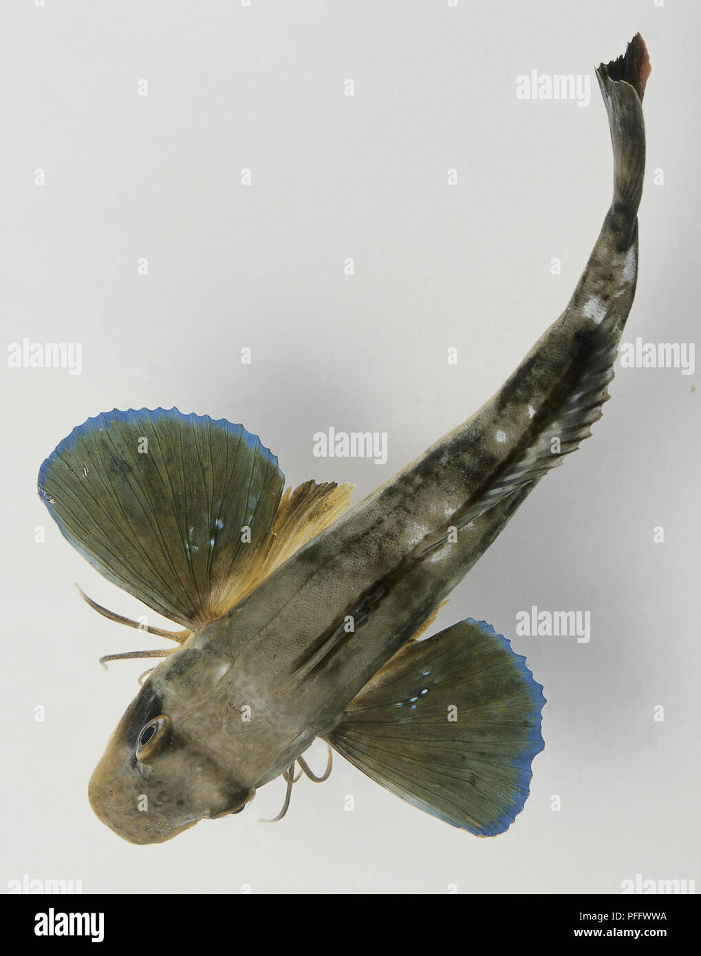 Above view of Gunard Fish Stock Photo - Alamy