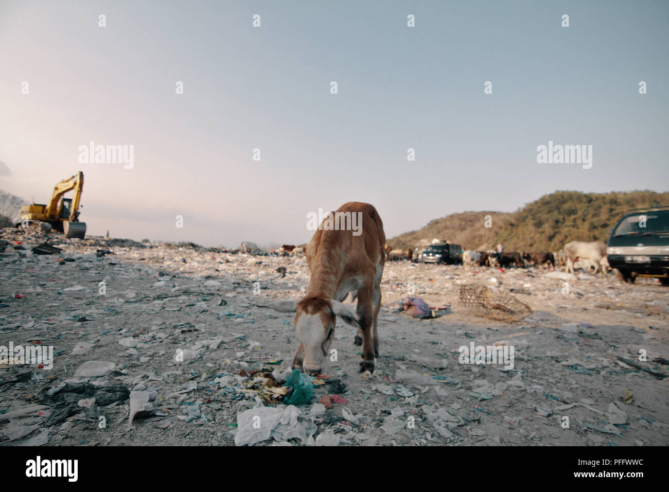 A cow near the garbage pile at Piyungan Integrated Waste Disposal Site ...