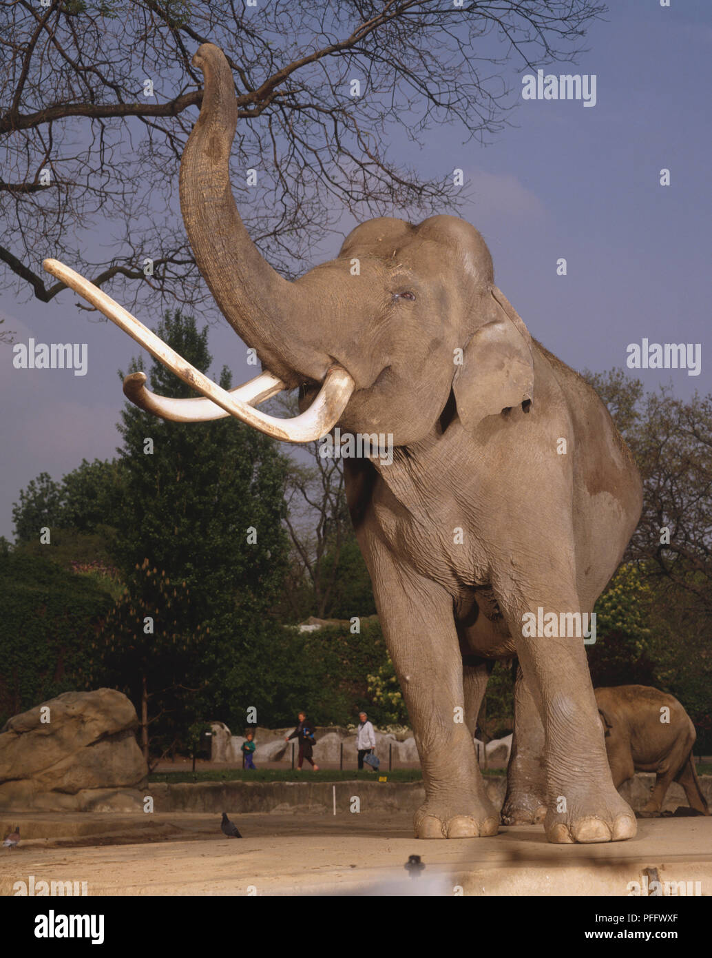 Asian Elephant Front View Columbus Zoo Welcomes New Male Asian