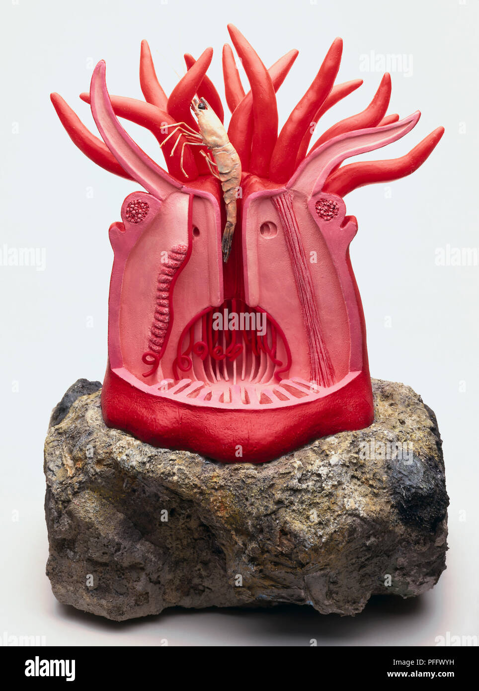 Cross-section of model of pink Beadlet Anemone trapping shrimp, anemone ...