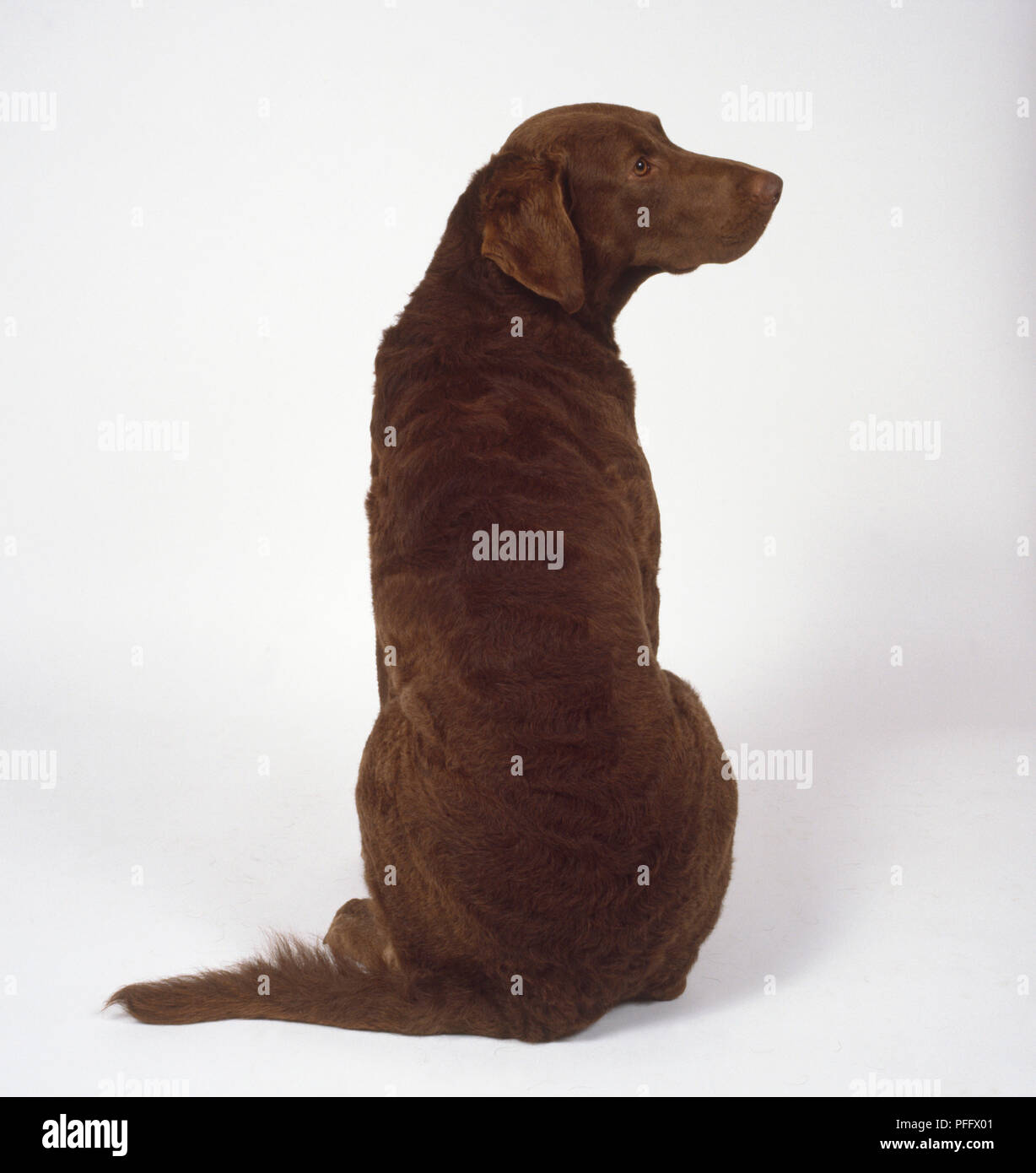A seated dark brown Chesapeake Bay retriever with strong hindquarters ...