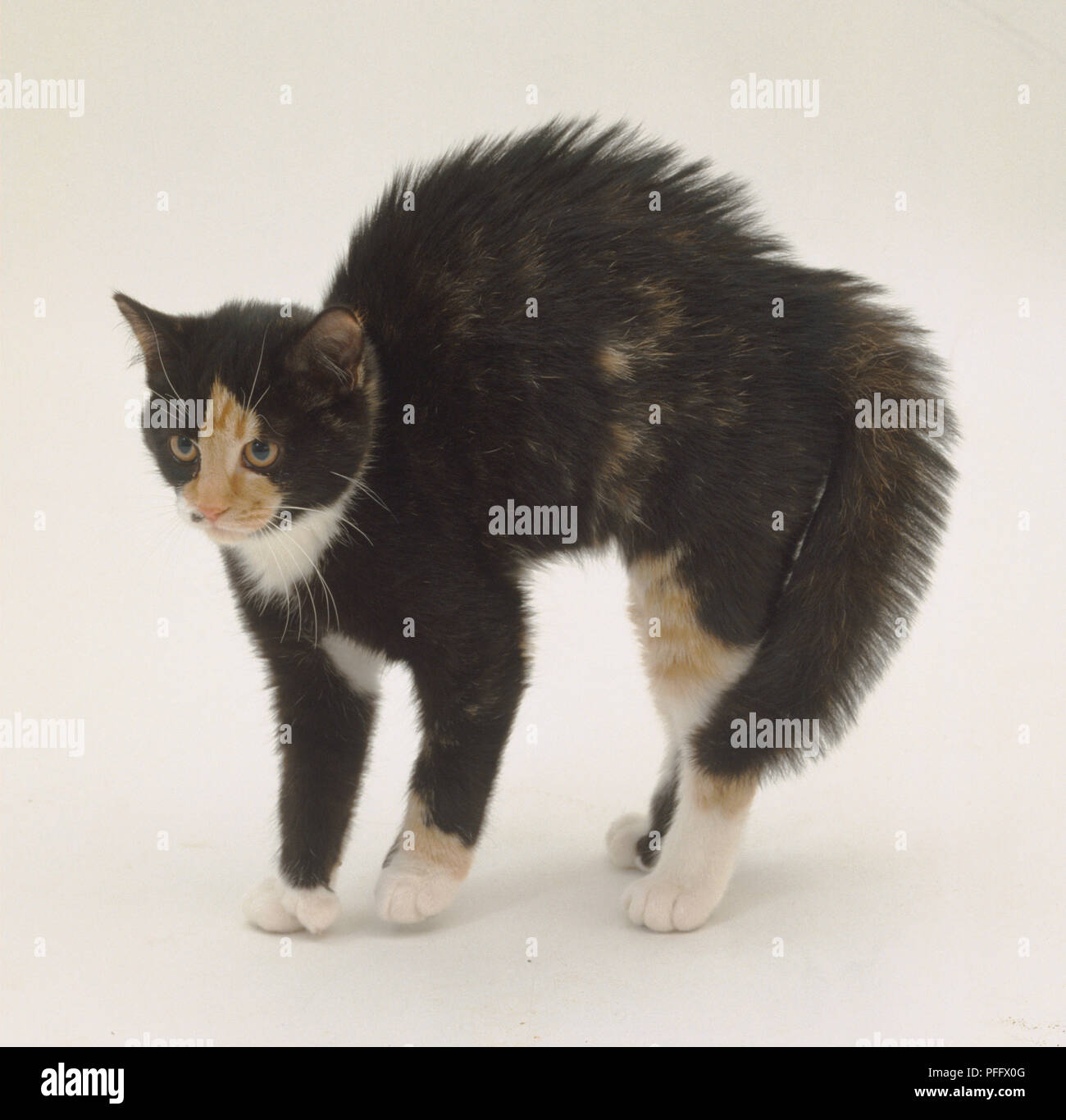 Cat arching its back hi-res stock photography and images - Alamy