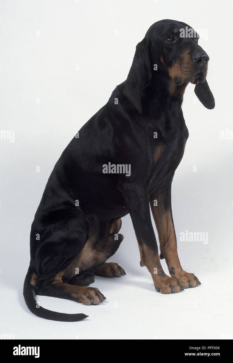 Black and tan coonhound ears hi-res stock photography and images - Alamy