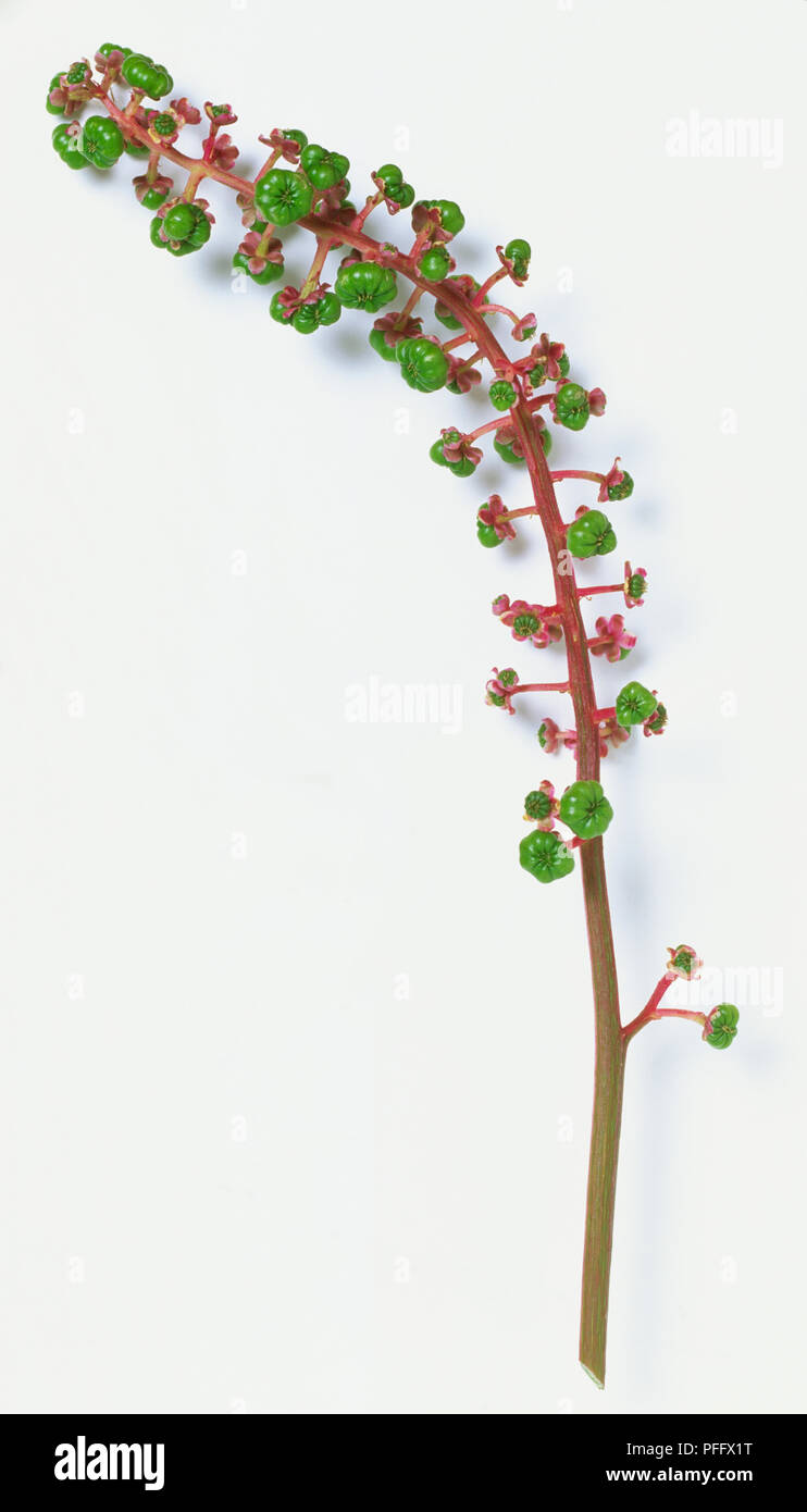 A red stalk of the American pokeweed plant with small green nuts ...