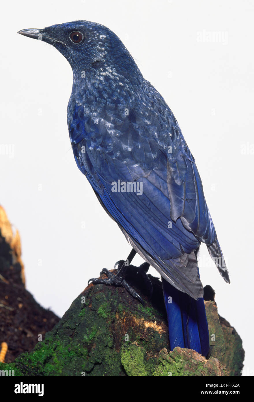 Side/rear view of a Blue Whistling Thrush with head in profile ...