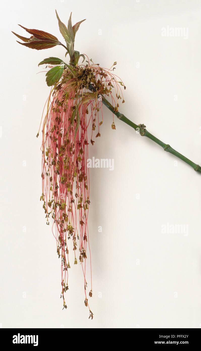 Aceraceae, Acer negundo var. violaceum, Box Elder, branch tip with ...