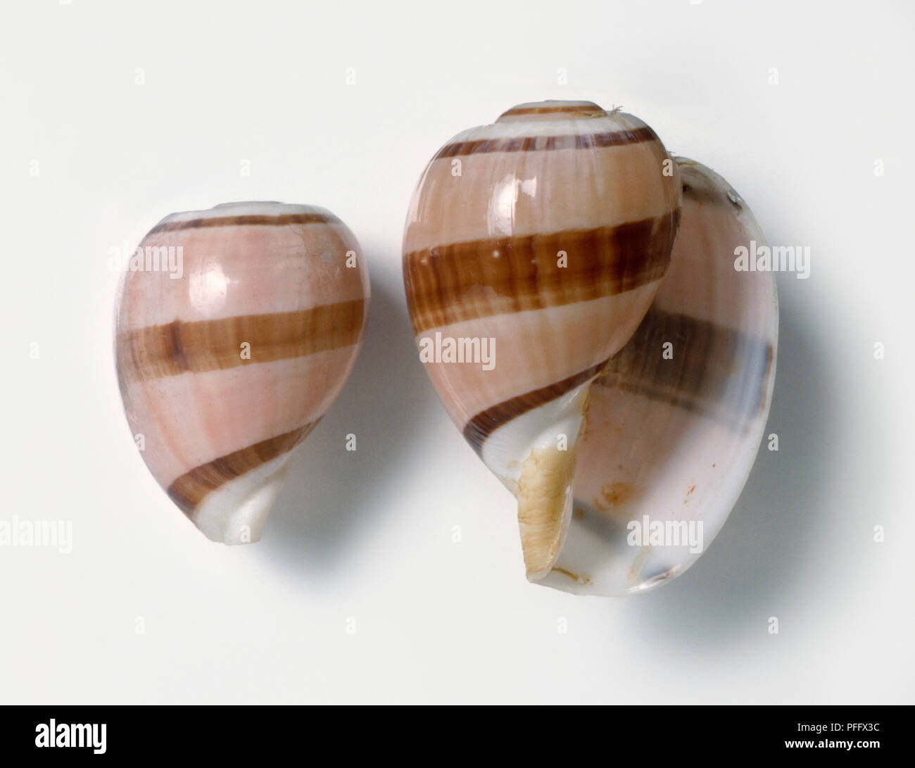 Top and underside view of Royal paper bubble shells (Hydatina amplustre ...