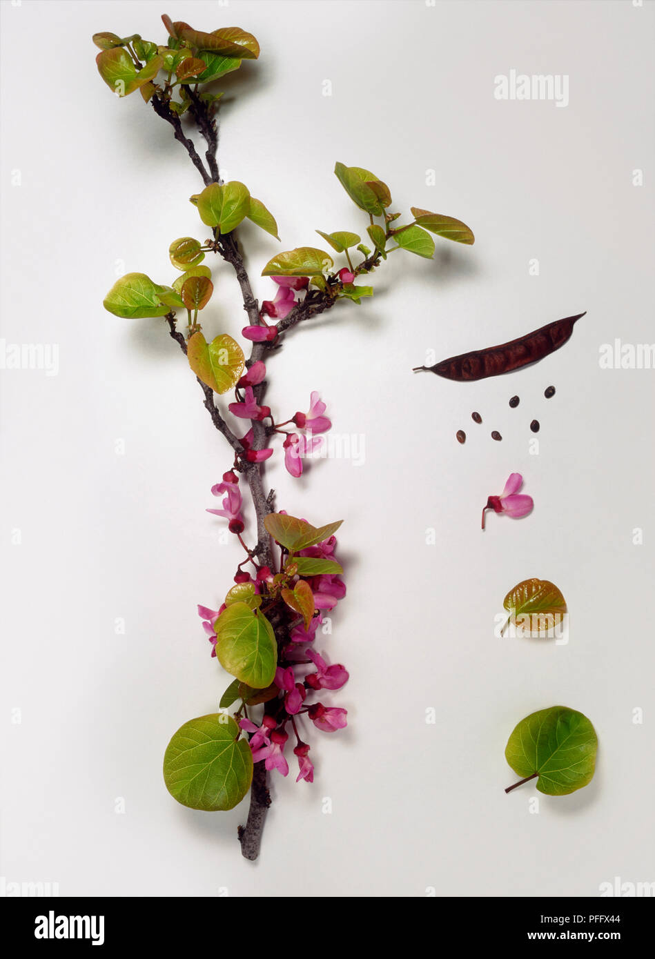 Flowering branch, pod, seeds, petals and leaves from Cercis ...