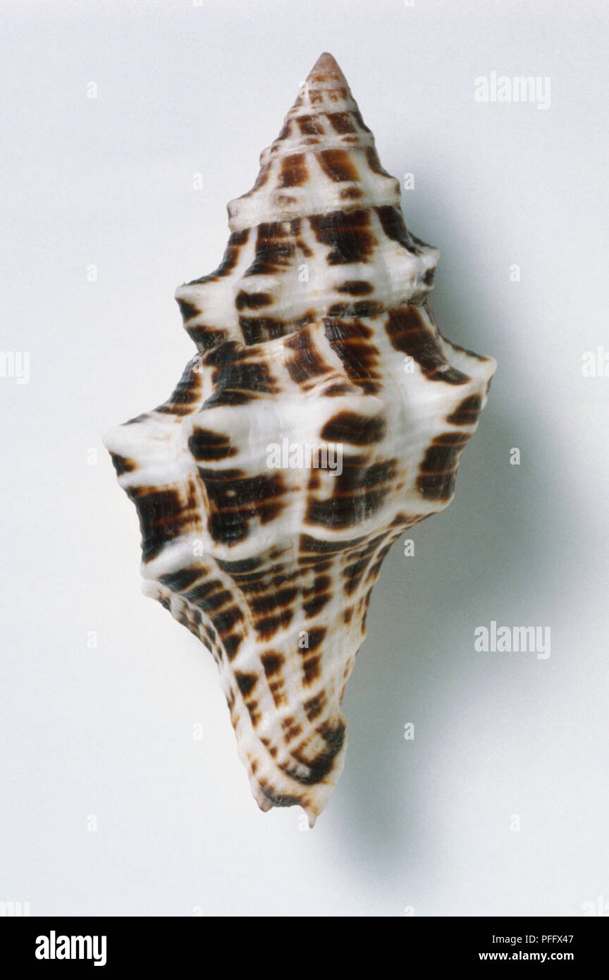 Latirus belcheri, overhead view of Belcher's Latirus Shell, biconic ...