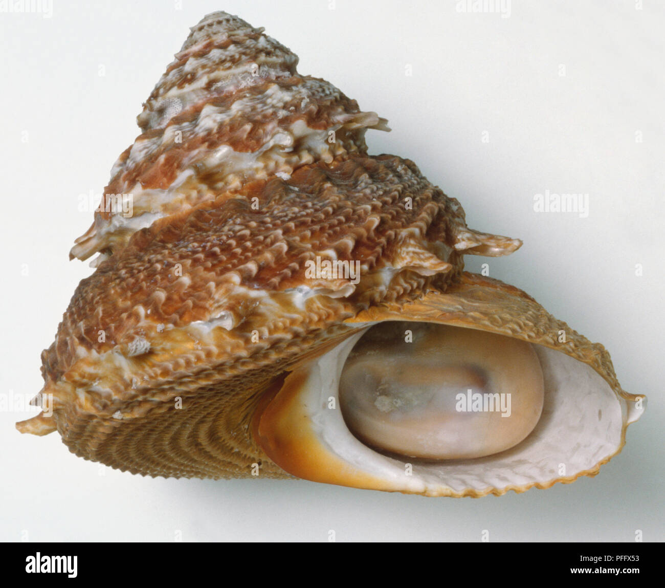 Turbinidae hi-res stock photography and images - Alamy