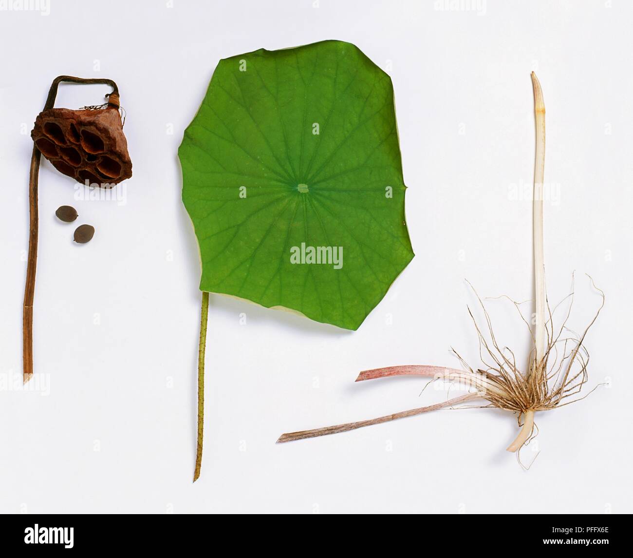 Nelumbo nucifera (Sacred Lotus), large green leaf, rhizome, roots on ...