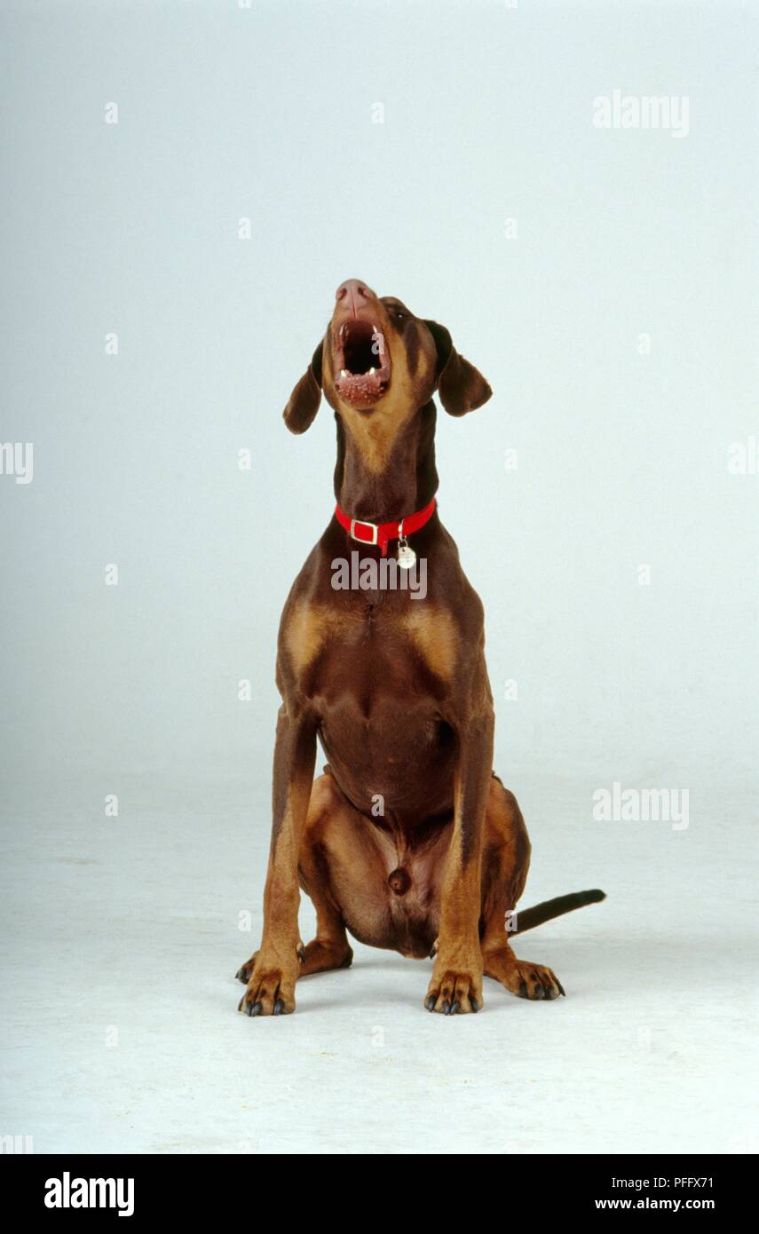 Howling dog hi-res stock photography and images - Alamy