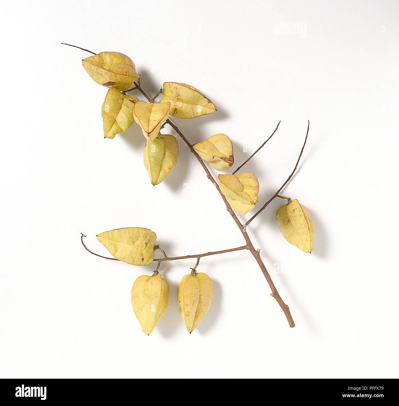 Koelreuteria paniculata (Golden raintree), fruit-bearing branch Stock ...