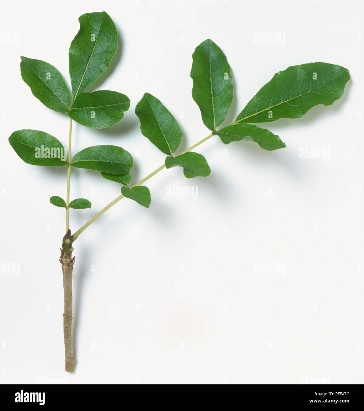 Kigelia (Sausage Tree), leaves and stem, close-up Stock Photo - Alamy