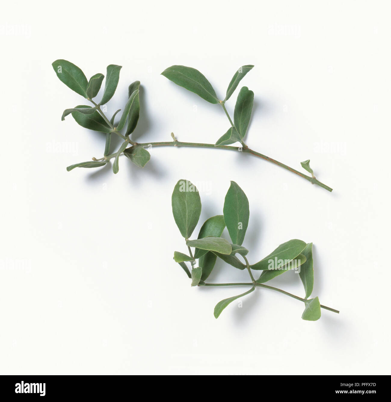 Simmondsia chinensis hi-res stock photography and images - Alamy