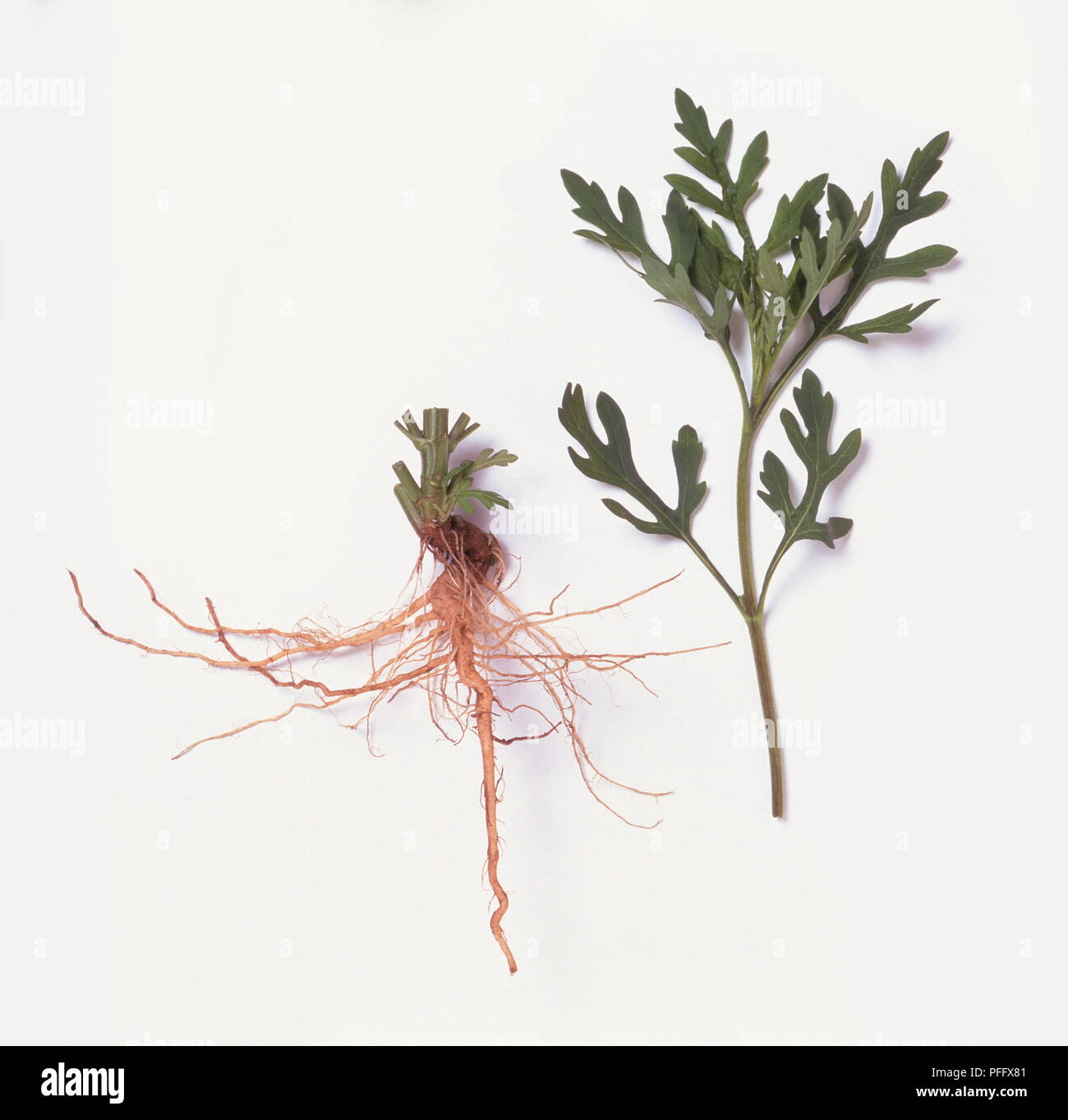 Roots and leaves from Ambrosia artemisiifolia (Common ragweed), close ...