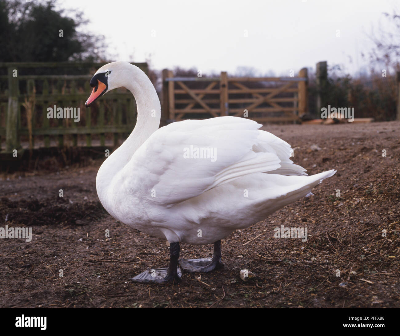 Side view mute swan standing hi-res stock photography and images - Alamy