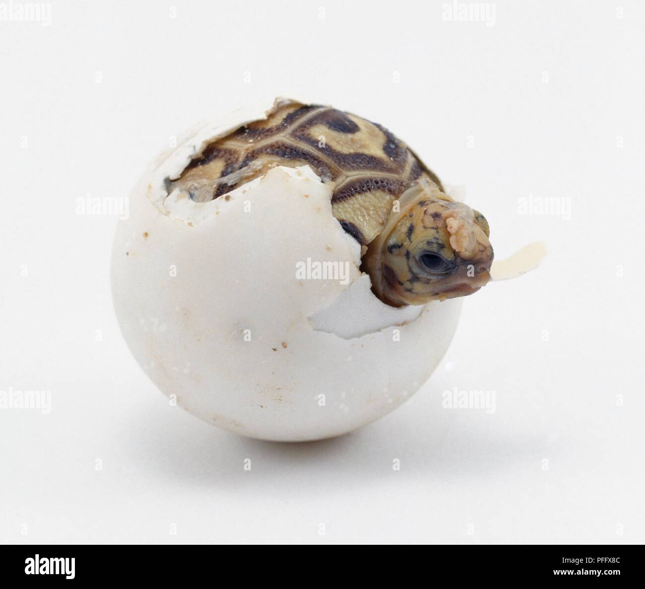 Leopard tortoise (Geochelone pardalis) breaking out of eggshell Stock ...